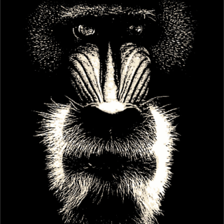 Mandrill Coffee Company